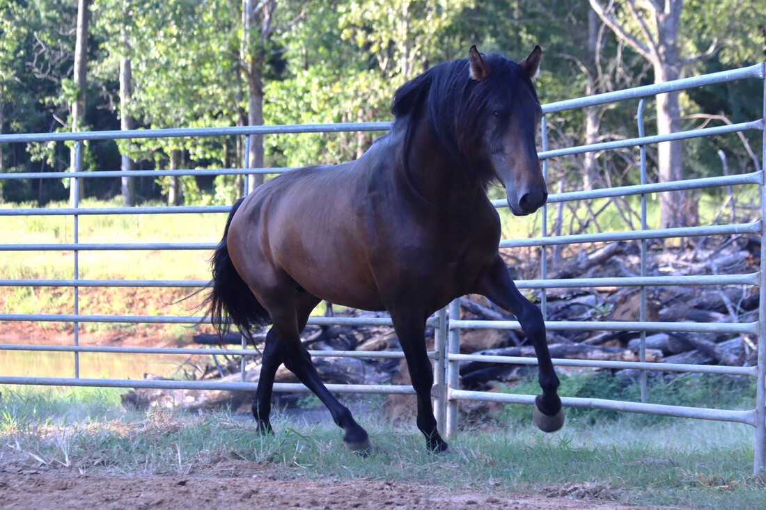 Highland Pony & Dales Pony Stallions of Baroque Farm - Baroque Farm ...